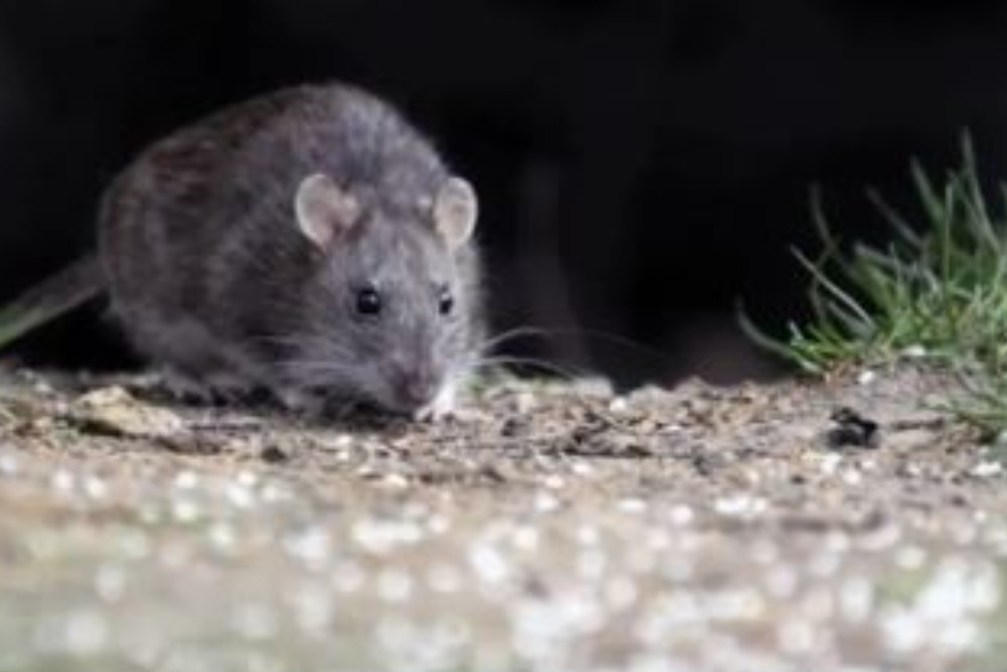Alarma epidemiológica en Salta: 12 casos de hantavirus y cinco fallecidos
