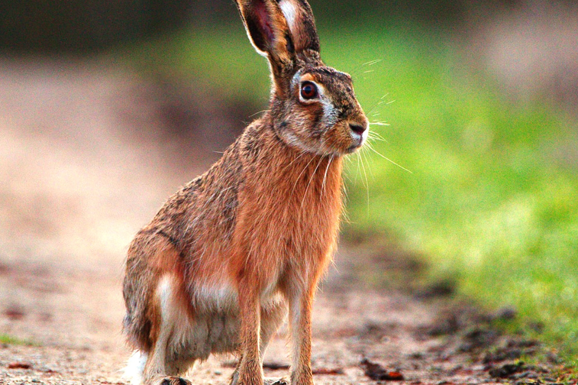 El próximo lunes comienza la temporada de caza comercial de la liebre ...